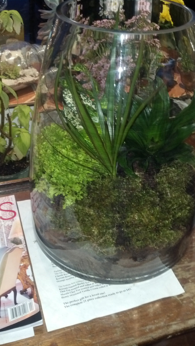 High Terrarium – Chrysanthemum Rare Tea & Flowers